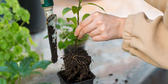 HOW TO CONTROL ROOT ROT IN WATER CULTURE SYSTEMS – Benchmark Hydroponics