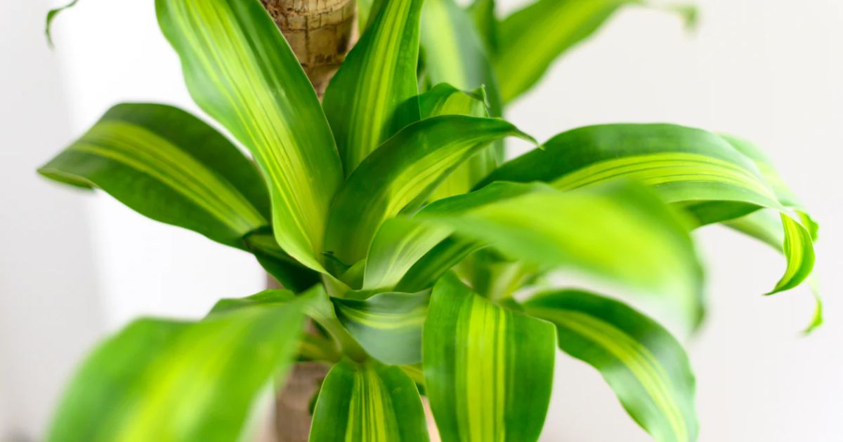 How To Propagate Happy Plant With 4 Simple Methods – Benchmark Hydroponics