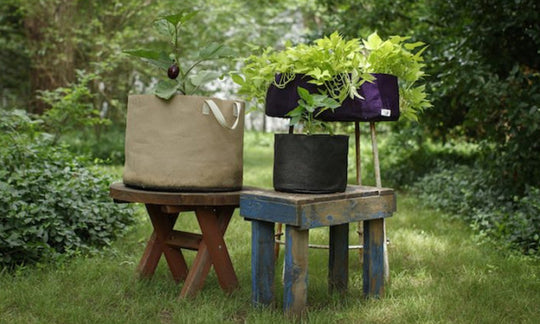 The Benefits of Gardening with Fabric Pots – Benchmark Hydroponics