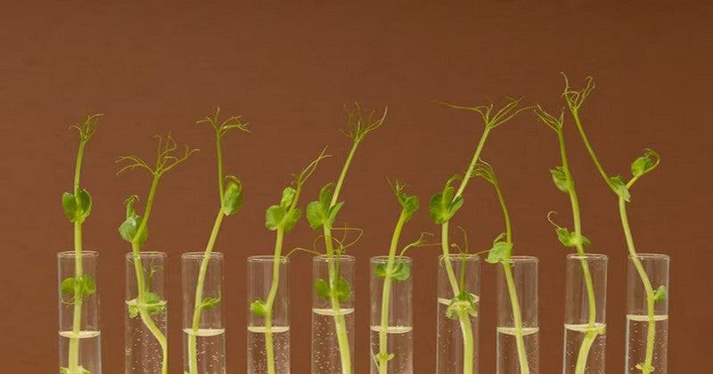 Cloning Plants: What It Is, Its Benefits & How-To – Benchmark Hydroponics