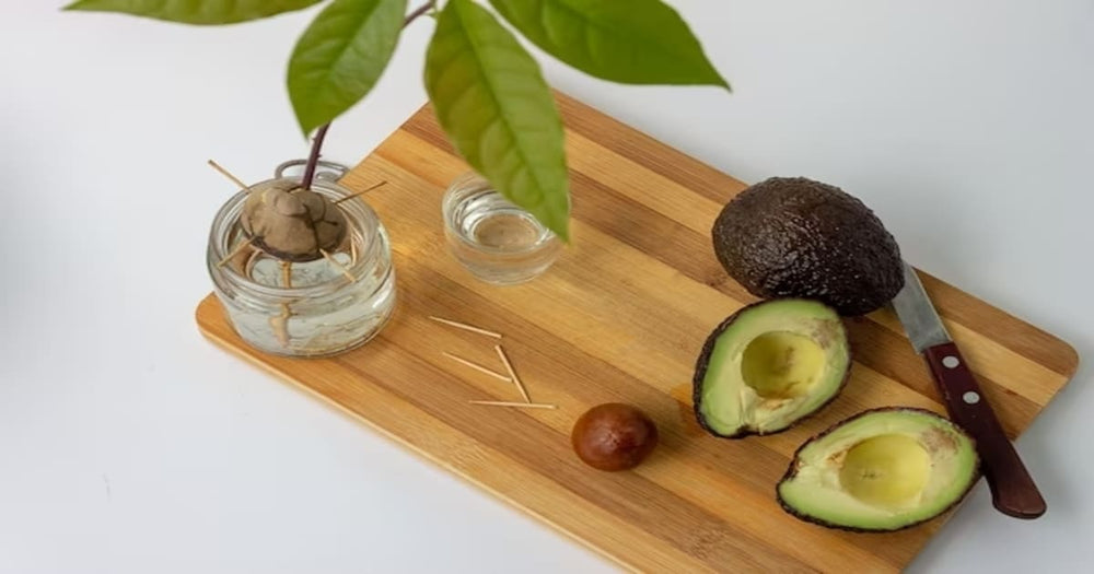 How To Grow Avocado From Seed: 6 Steps To Follow – Benchmark Hydroponics
