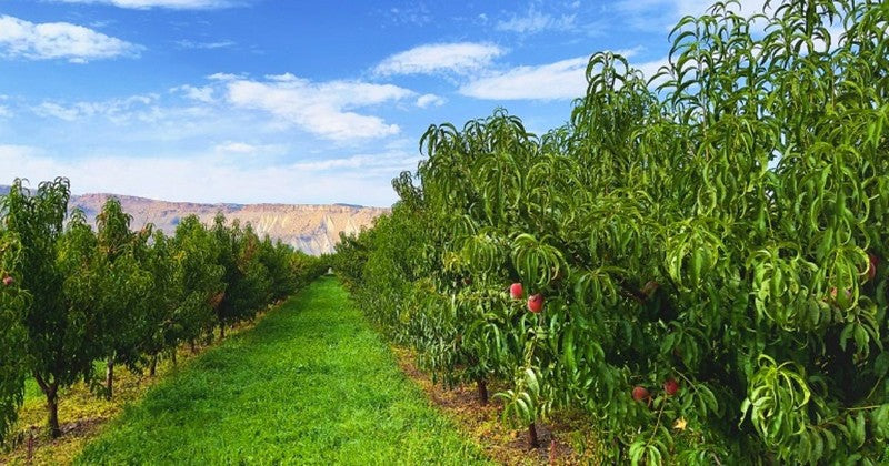 How To Propagate A Peach Tree: Effective Methods for Beginners ...