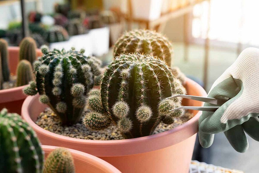 How To Propagate Cactus: 3 Easiest and Fastest Methods – Benchmark ...