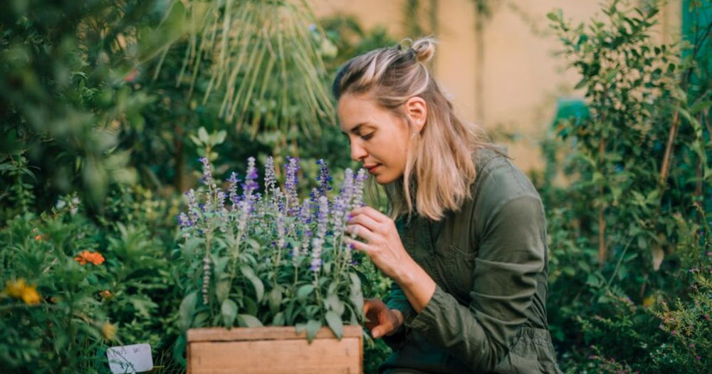 How to Propagate Lavender At Home: From Cuttings to Blooms – Benchmark ...