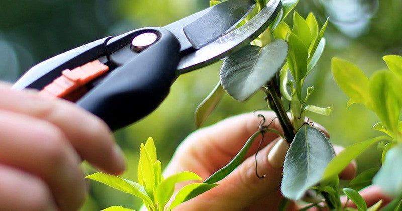 How To Propagate Pine Trees: Step-By-Step Guide for Starters ...