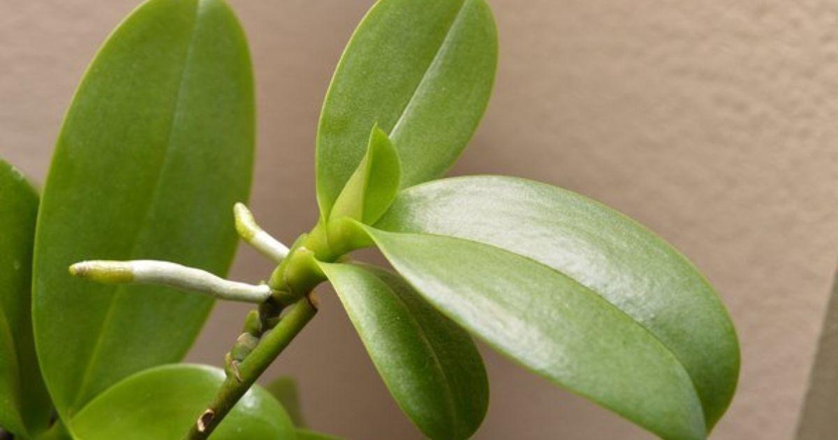 How To Propagate Orchids In 3 Methods: Ultimate Guide From Experts ...