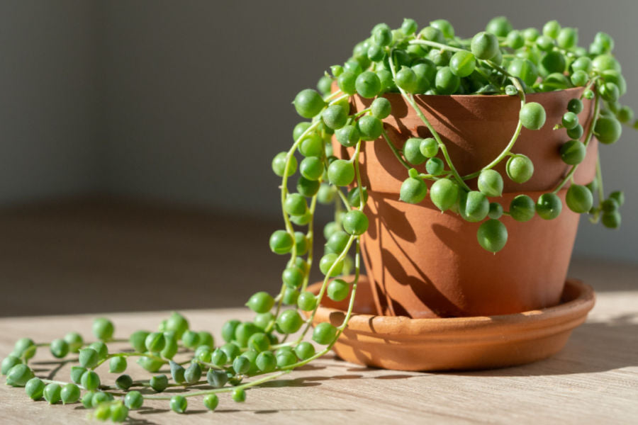 How To Propagate String Of Pearls: 3 Easy Methods For Beginners – Benchmark Hydroponics