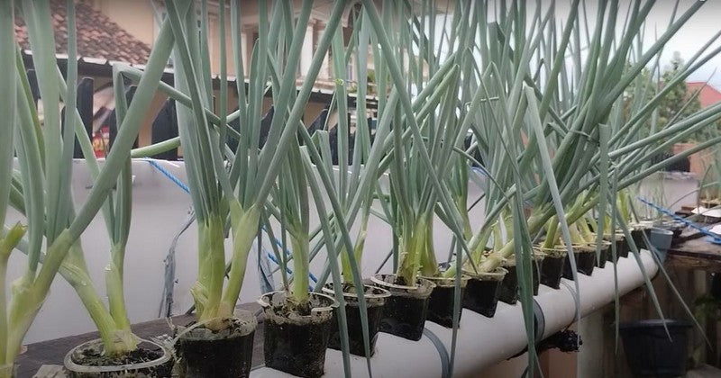 Wick Hydroponic System: What Is It & How To Build A Wick System ...